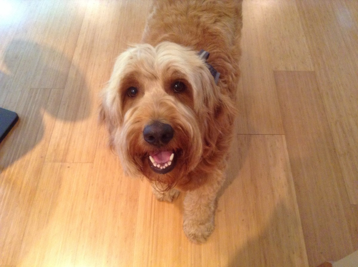 A New Life for Ginny – Lori Greer in Portland
